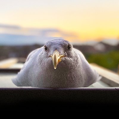 $STEVEN - The Viral Seagull Token